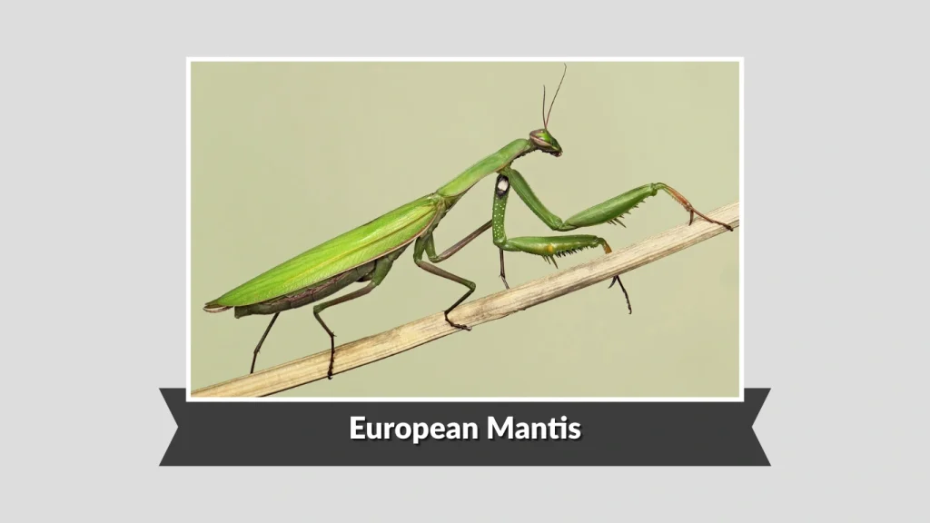 25 Types of praying mantises: Identification with Pictures