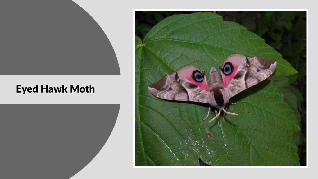23 Types of Hawk Moth: Identification With Pictures