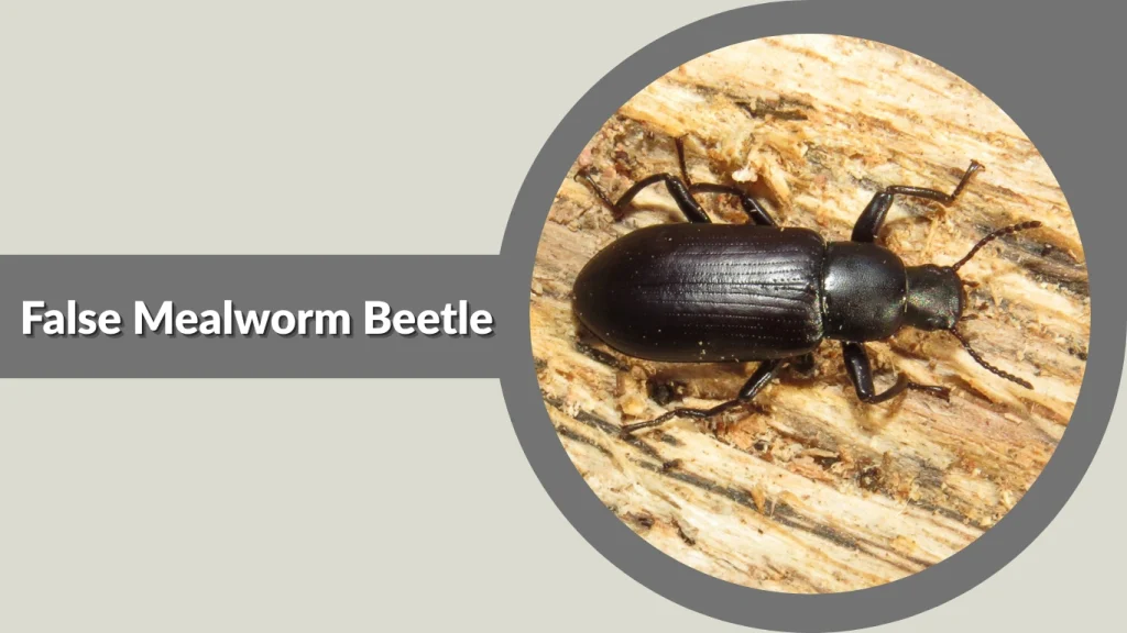 23 Types of Darkling Beetle: Identification With Pictures