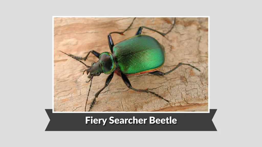 15 Types of Green Beetles: Identification with Pictures