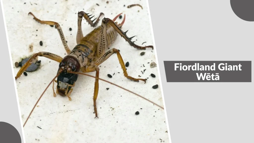 25 Types of wetas Insects: identification with Pictures