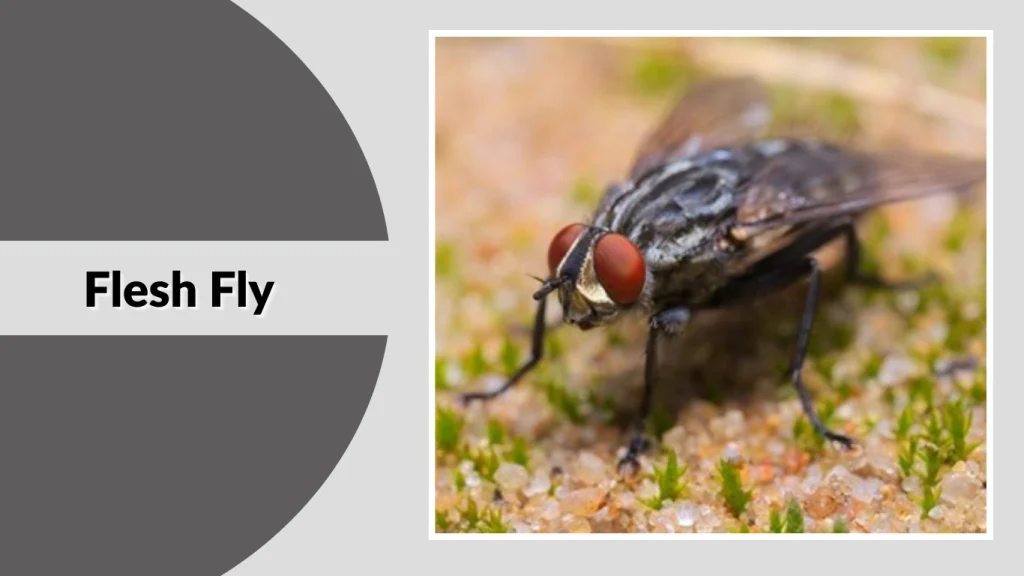 12 Types of House Flies: Identification With Pictures