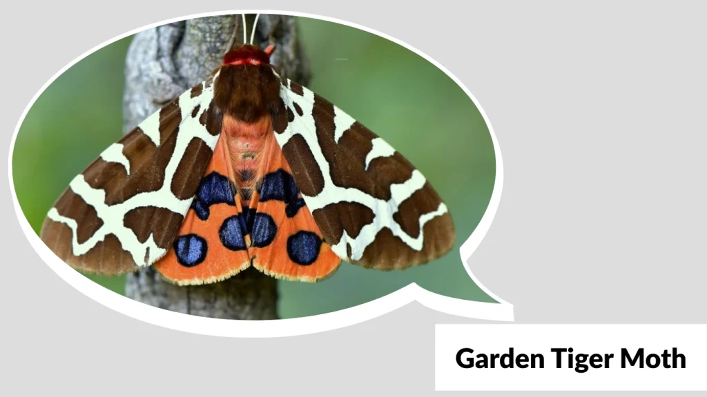 16 Types of Tiger Moths: Identification with Pictures