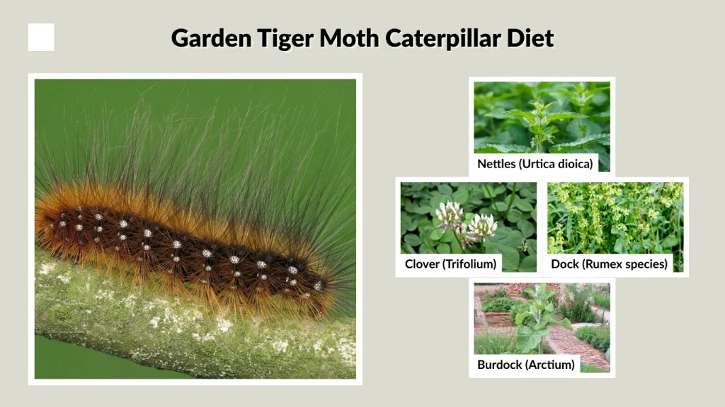 Garden Tiger Moth: Caterpillar, Life Cycle, Habitat, and Facts