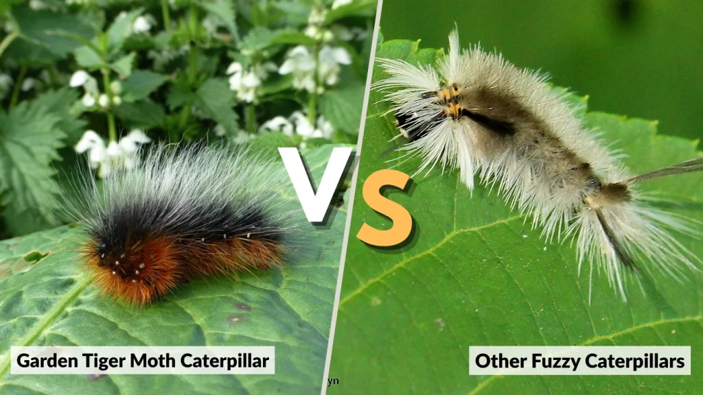 Garden Tiger Moth Caterpillar: Identification, Life Cycle, and Facts