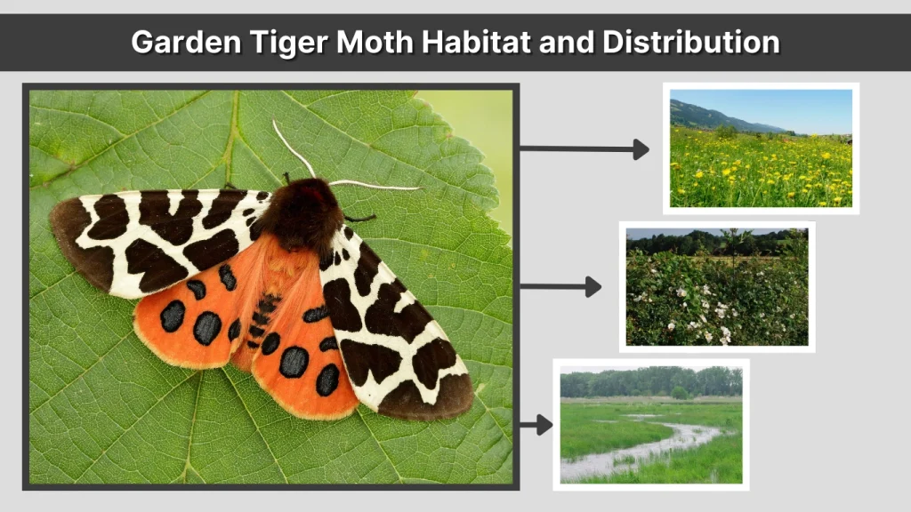 Garden Tiger Moth: Caterpillar, Life Cycle, Habitat, and Facts
