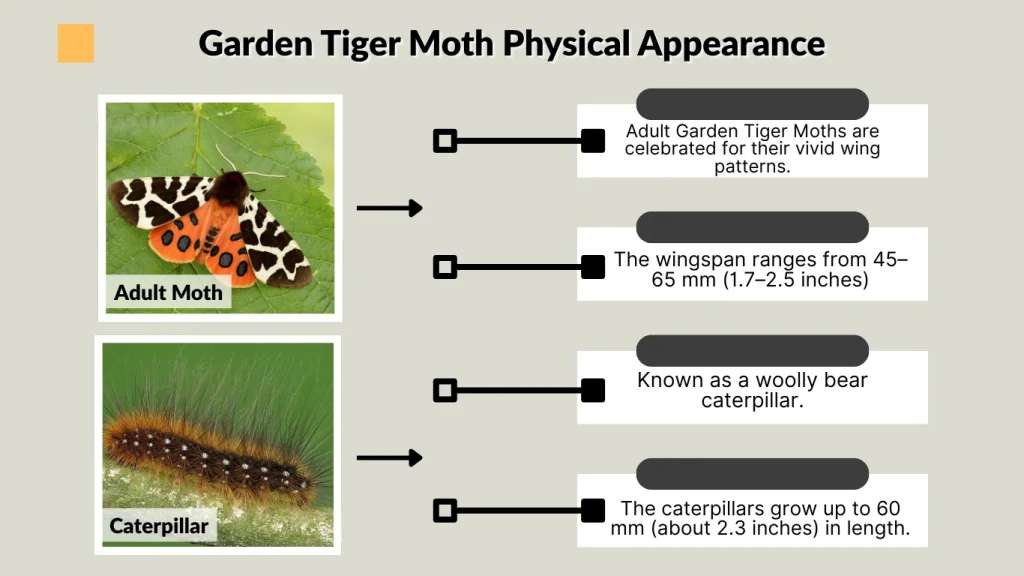 Garden Tiger Moth: Caterpillar, Life Cycle, Habitat, and Facts