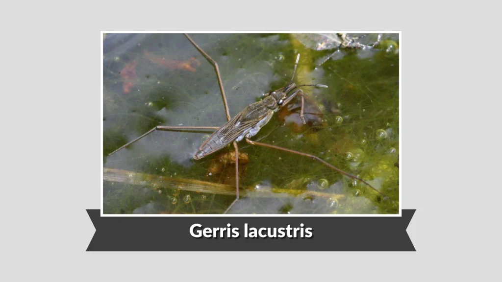 25 Types of Water Striders: Identification with Pictures