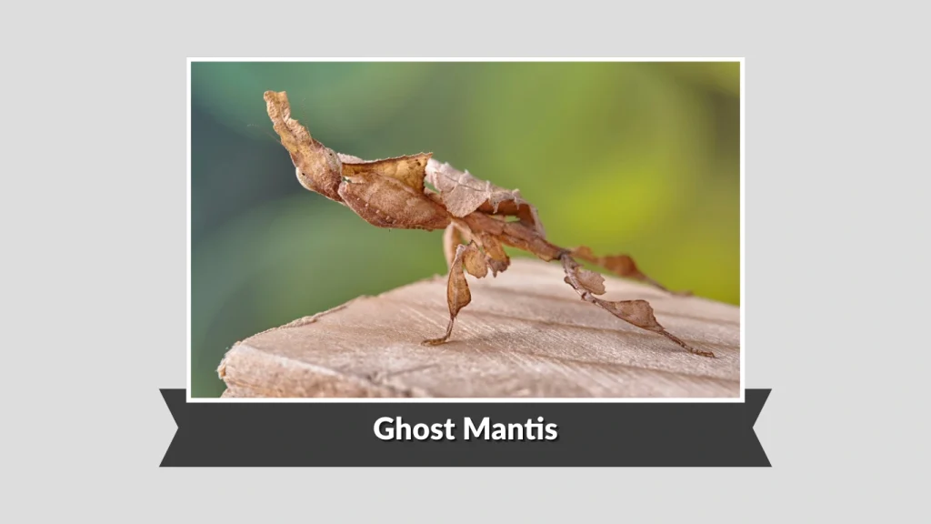 25 Types of praying mantises: Identification with Pictures