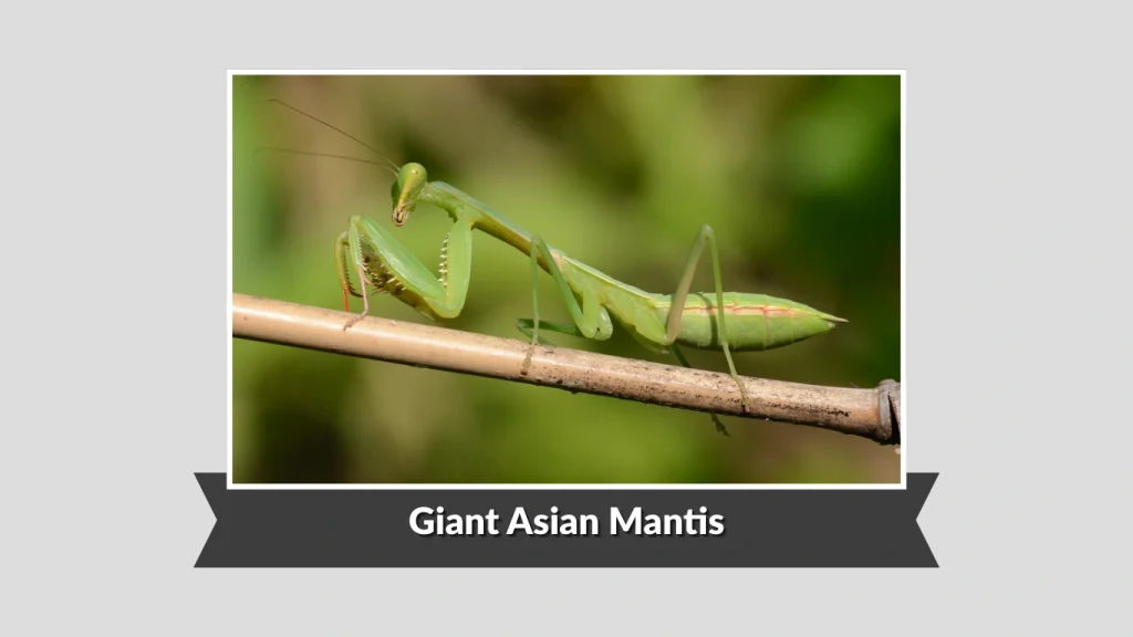 25 Types of praying mantises: Identification with Pictures