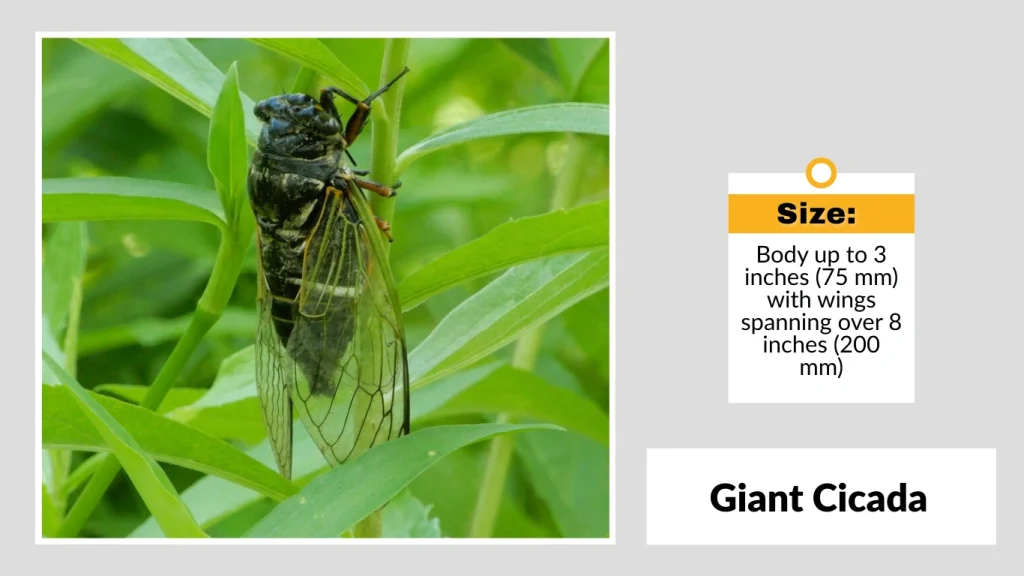 25 Largest Insect in the World : Identification With Pictures