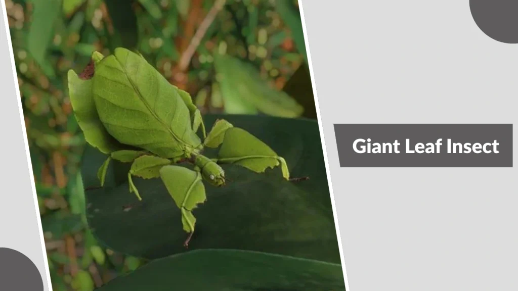 25 Types of Leaf Insects: Identification with Pictures