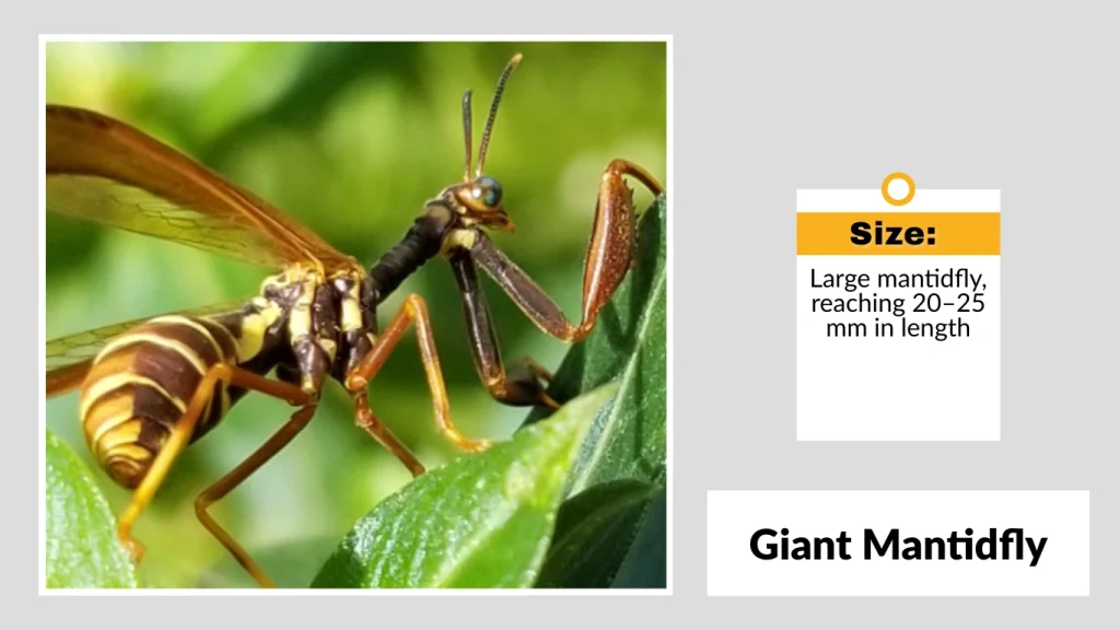 27 Types of Mantidflies: Identification With Pictures