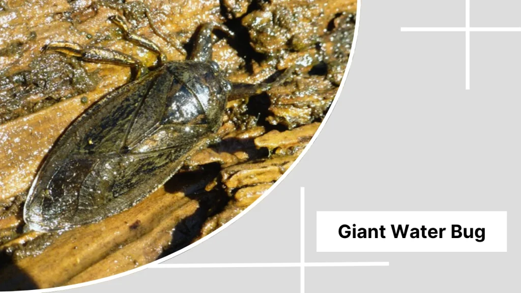 25 Common Types of Water Bugs: Identification With Pictures