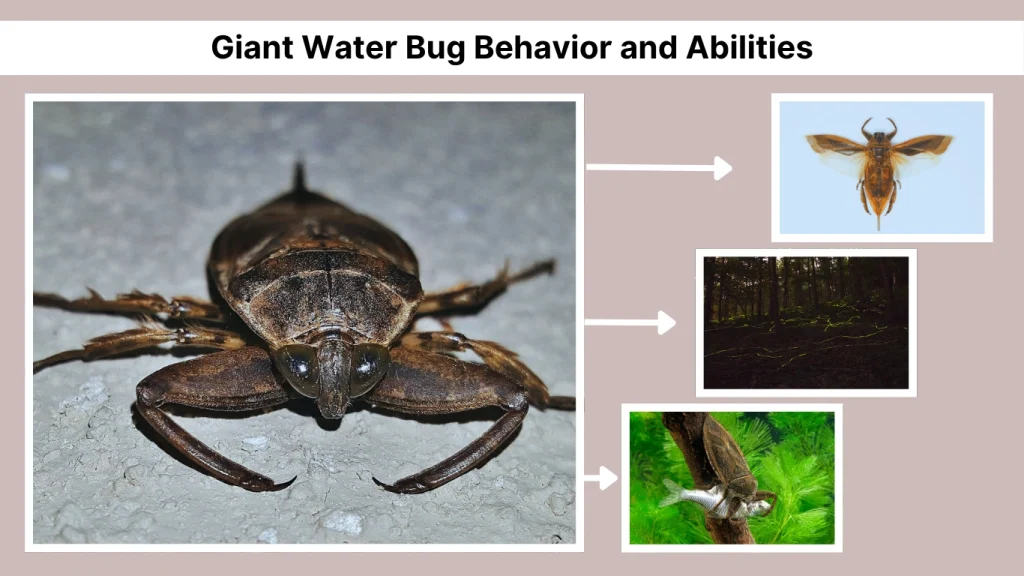 Giant Water Bug: Size, Bite, Habitat, Life Cycle, and Facts