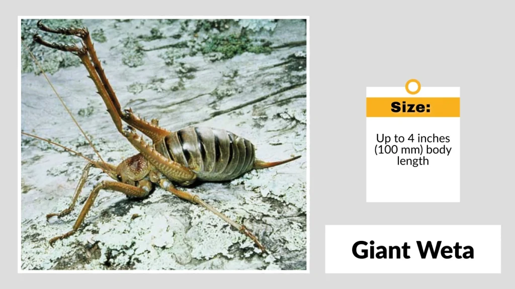 25 Largest Insect in the World : Identification With Pictures