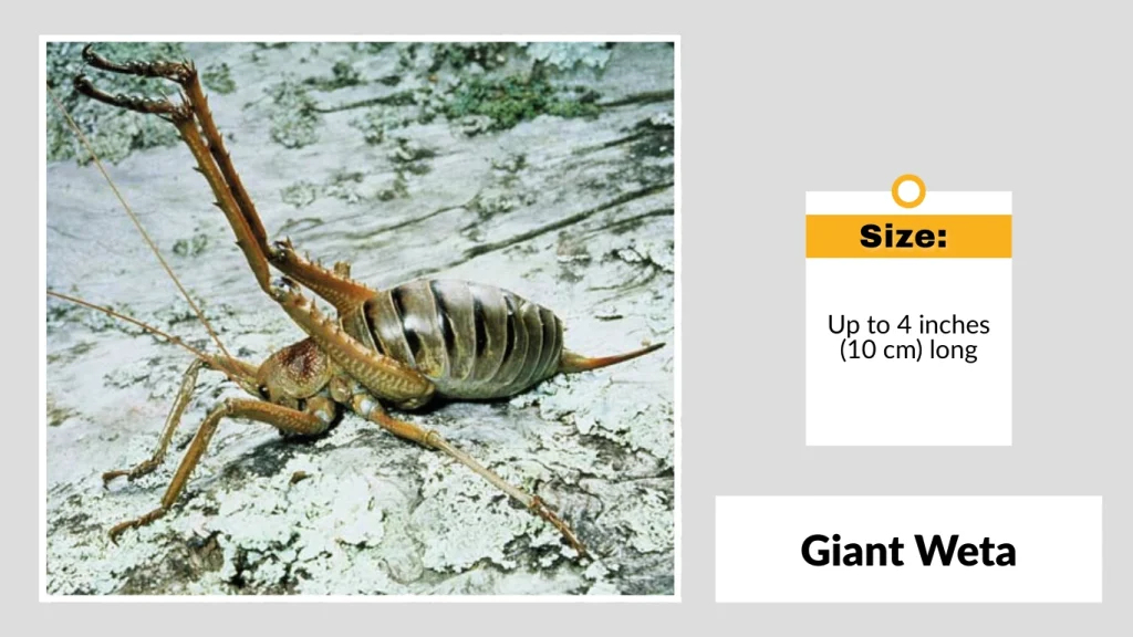 25 Biggest Bug in the World: Identification with Pictures