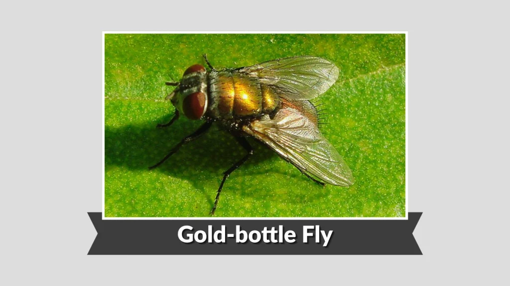 17 Types of Blow Flies: Identification with Pictures