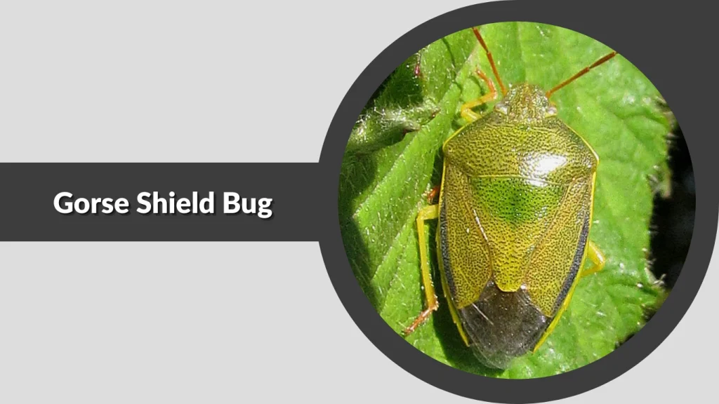 27 Types of Shield Bugs: Identification with Pictures
