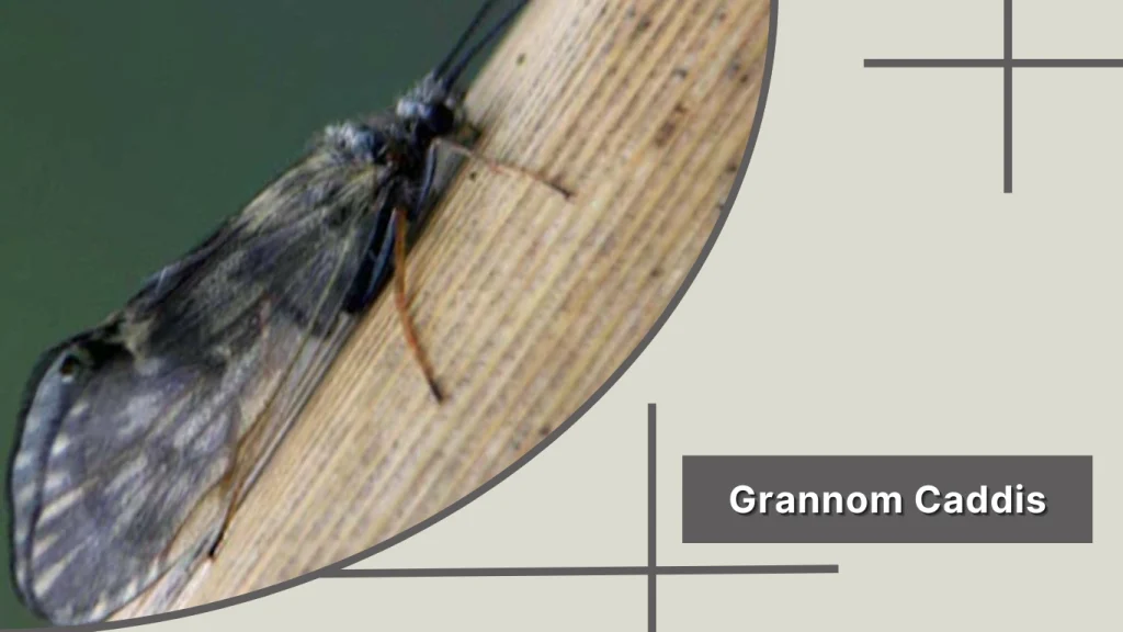 27 Types of Caddisflies: identification with pictures