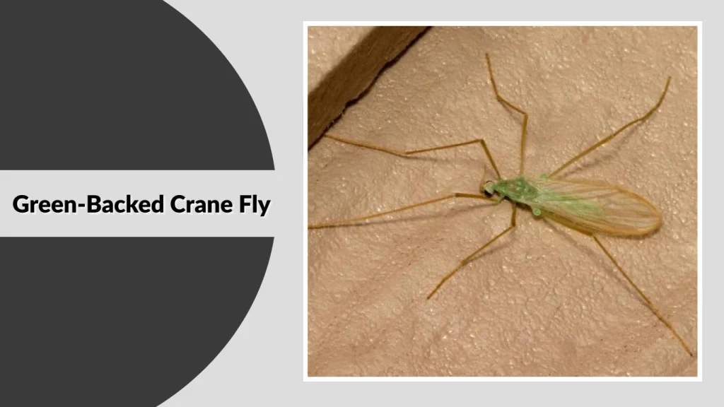 23 Types of Crane Flies (Tipulidae): species identification
