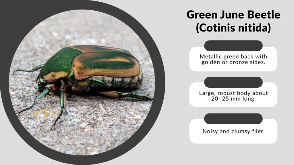Green Beetles: Types, Behavior, and Importance