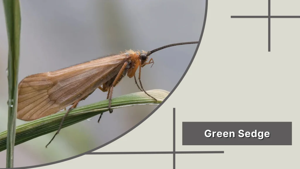27 Types of Caddisflies: identification with pictures