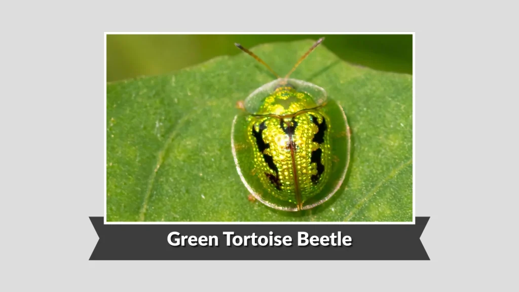15 Types of Green Beetles: Identification with Pictures