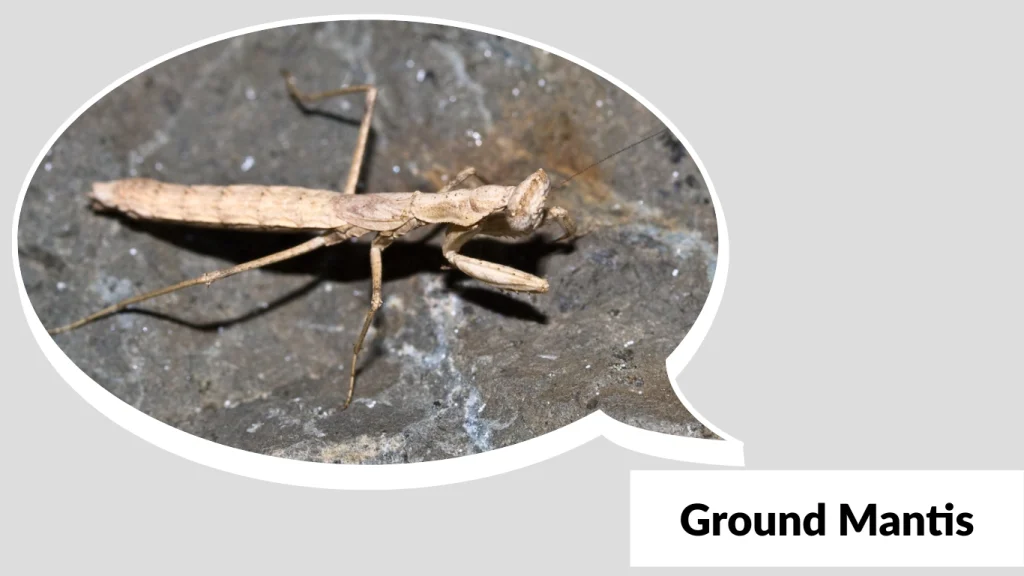 10 Types of Ground Mantis: Identification with Pictures