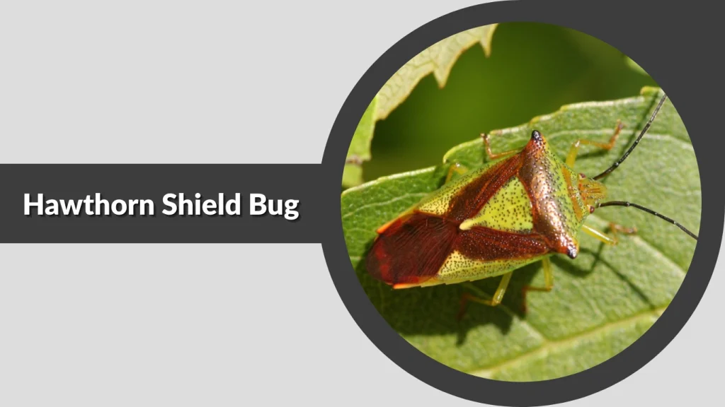 27 Types of Shield Bugs: Identification with Pictures