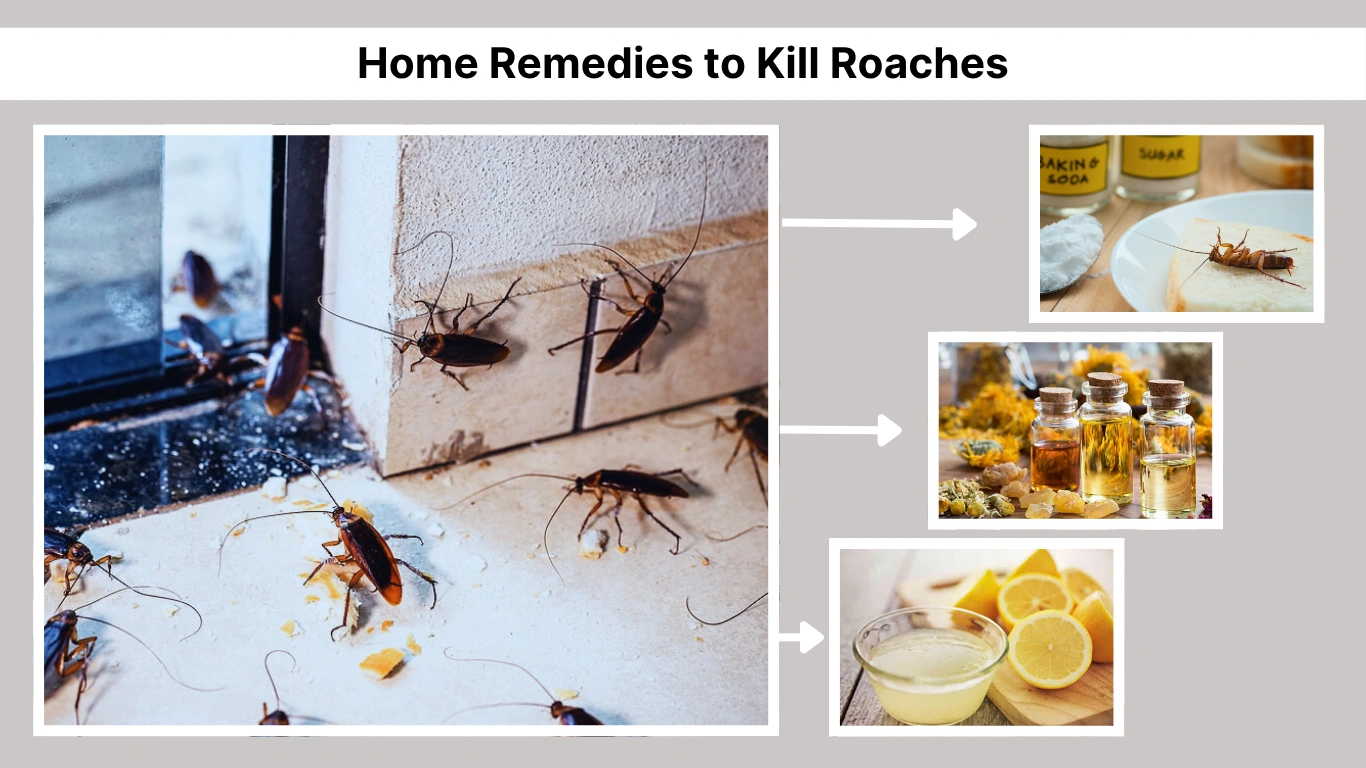 Roach Droppings: Identification, Safe Cleaning Guide