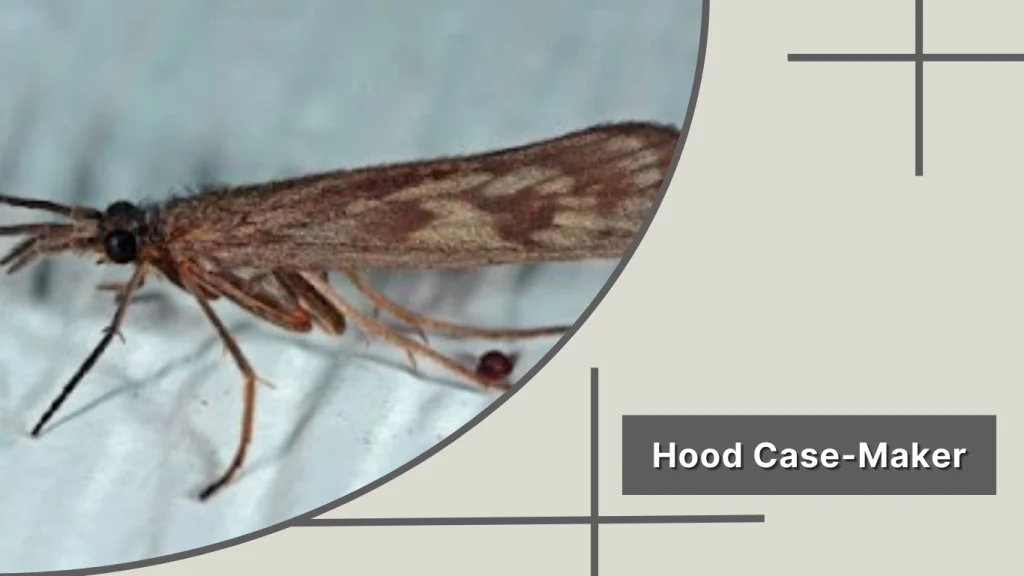 27 Types of Caddisflies: identification with pictures