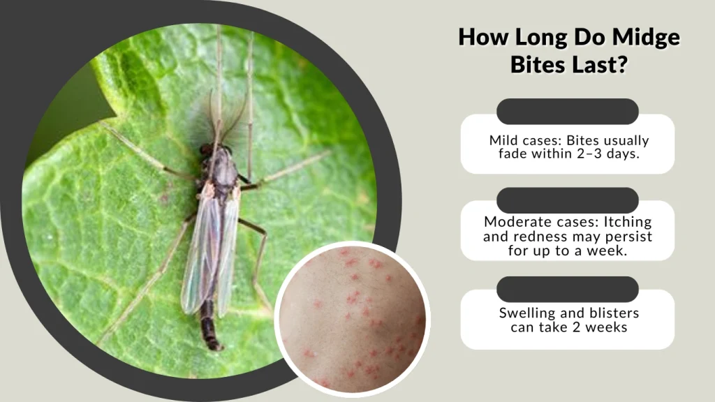 Midge Bites: Symptoms, Reaction, Treatment & Prevention