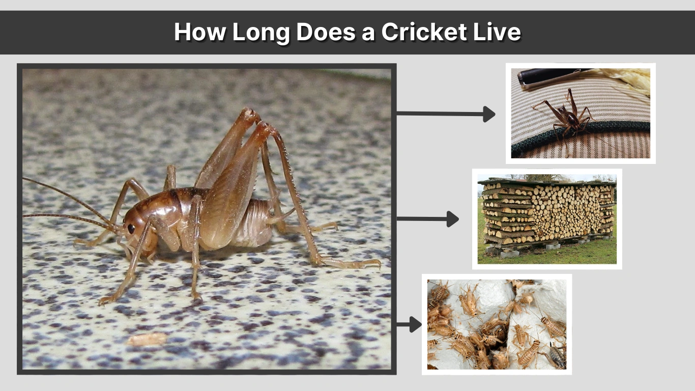 How Long Does a Cricket Live? Lifecycle and Lifespan