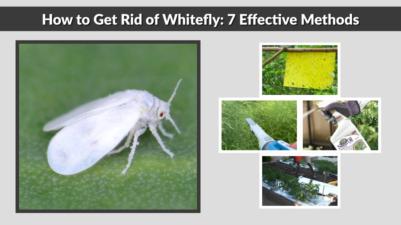 How to Get Rid of Whitefly: 7 Effective Methods