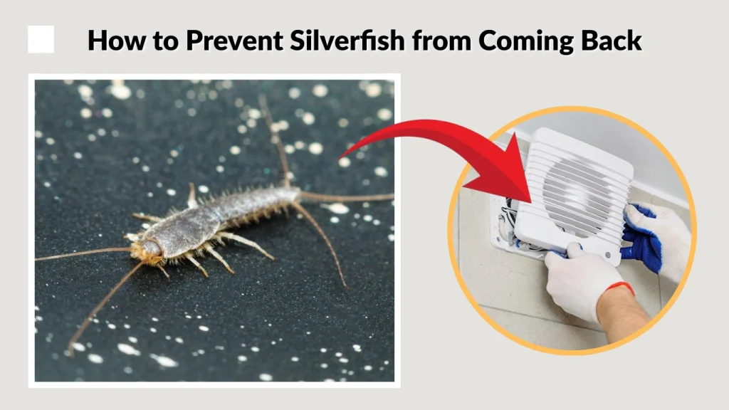 How to Get Rid of Silverfish from Home: 7 Effective Methods