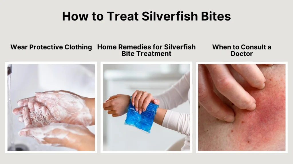 Silverfish Bite: Symptoms, Identification, and Treatment