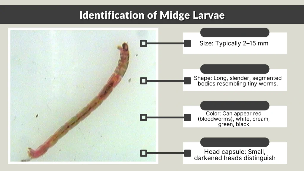 Midge Larvae: Identification, Life Cycle, Habitat & Control