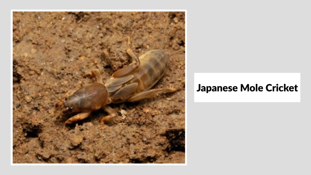 15 Type of Mole Crickets: Identification with Pictures