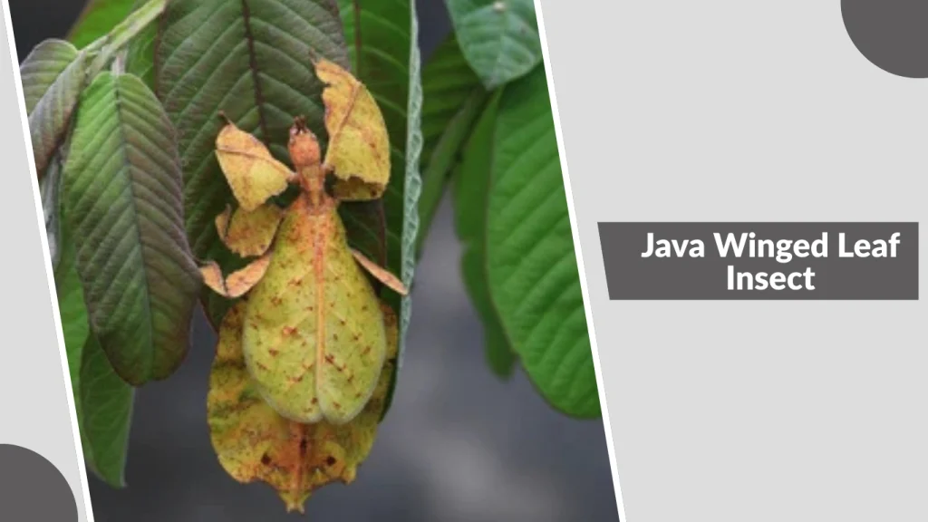 25 Types of Leaf Insects: Identification with Pictures