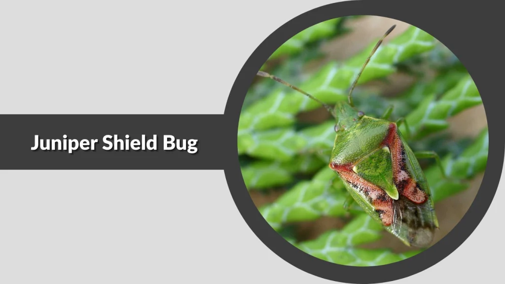 27 Types of Shield Bugs: Identification with Pictures