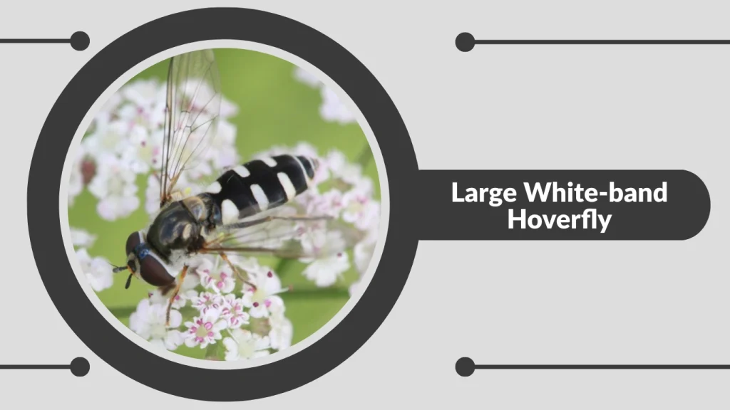 25 Types of Hoverflies (Syrphidae): Species identification