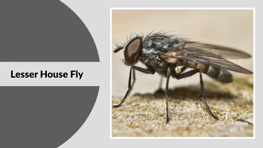 12 Types of House Flies: Identification With Pictures