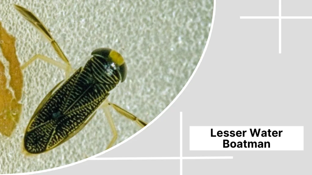 25 Common Types of Water Bugs: Identification With Pictures