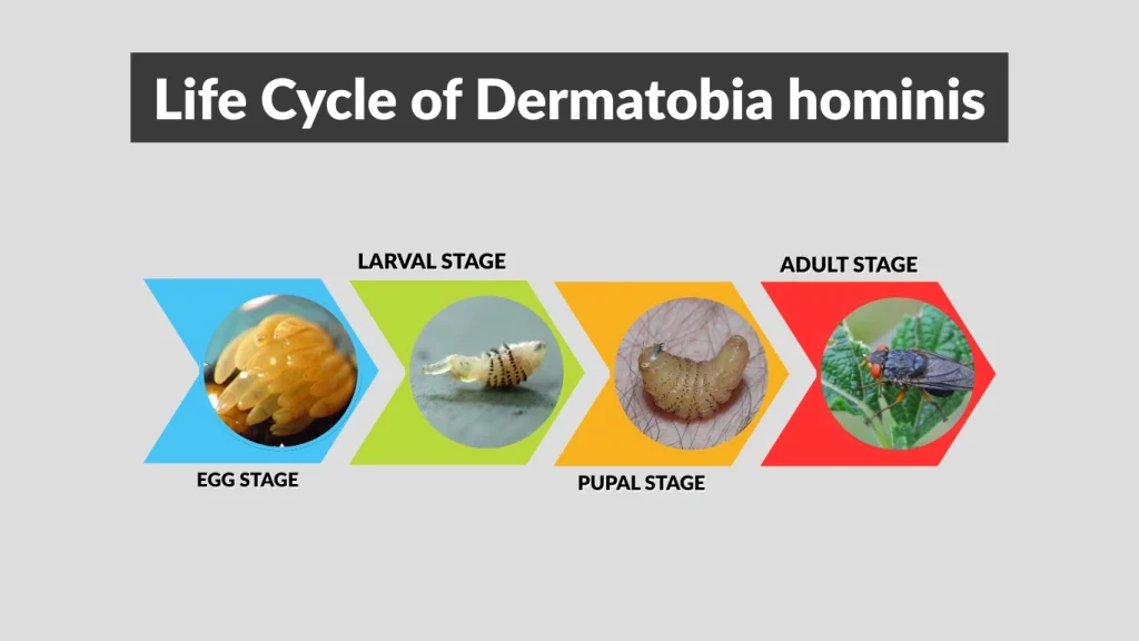 Dermatobia hominis: Identification, Behavior, and Removal