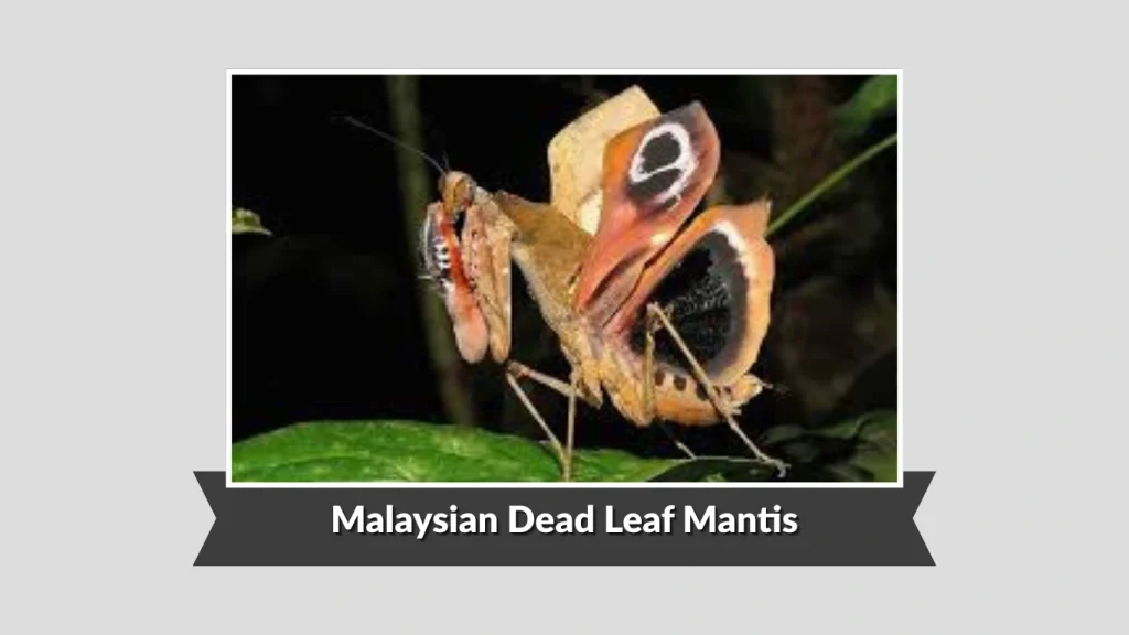 25 Types of praying mantises: Identification with Pictures