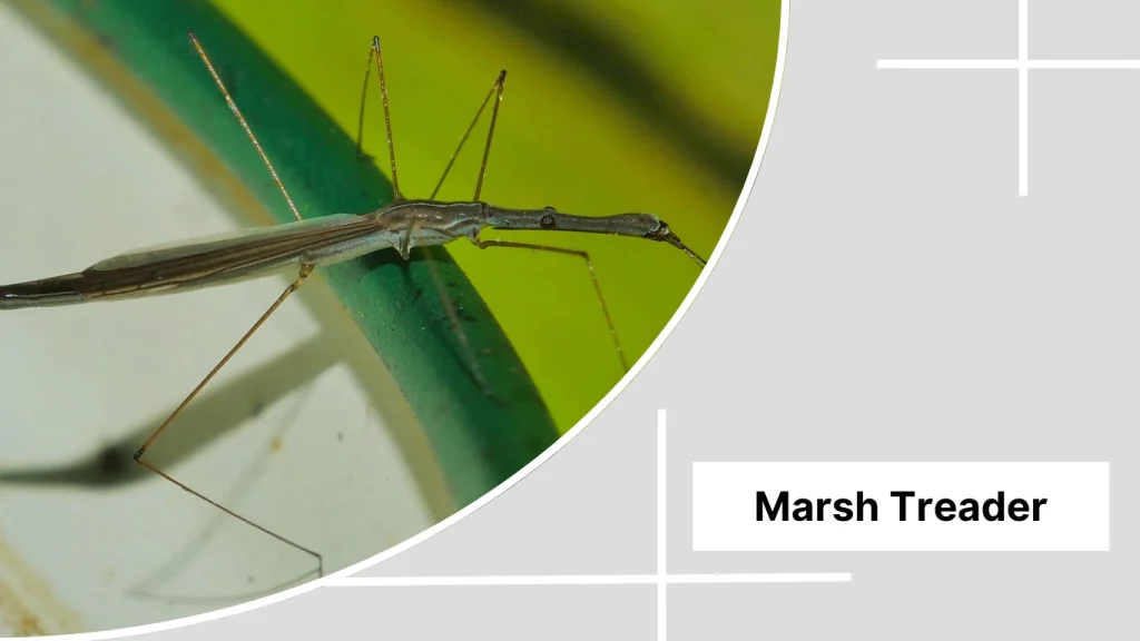 25 Common Types of Water Bugs: Identification With Pictures