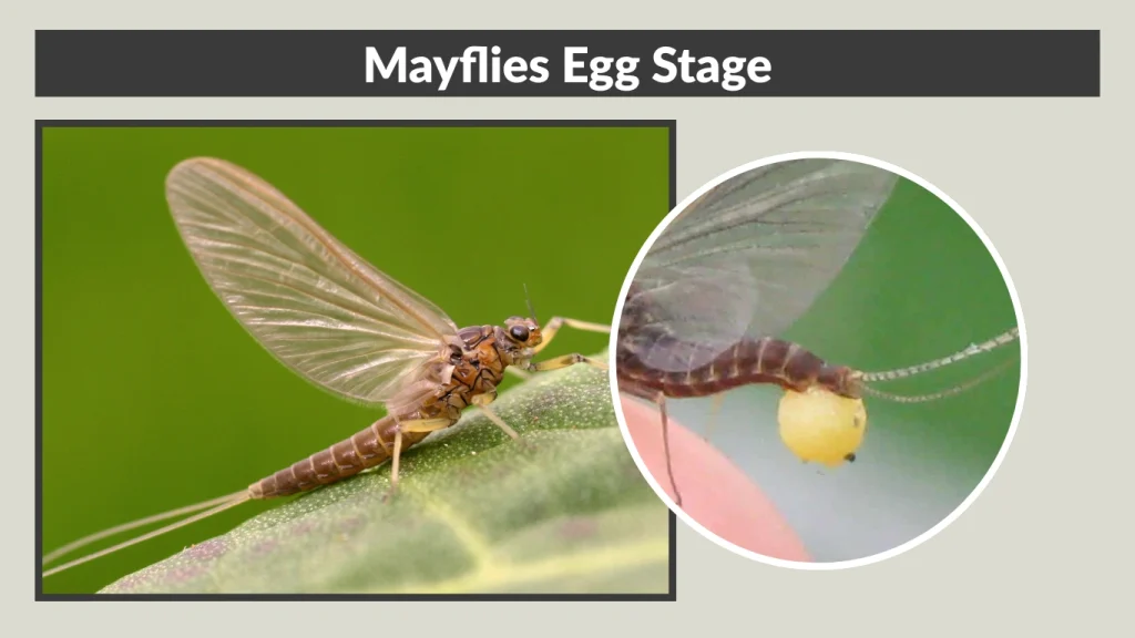 Mayflies Lifecycle and Lifespan : From Egg to Adult