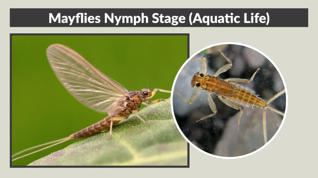 Mayflies Lifecycle and Lifespan : From Egg to Adult