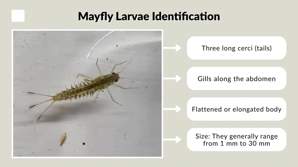 Mayfly Larvae: Identification, Diet, Habitat, and Facts